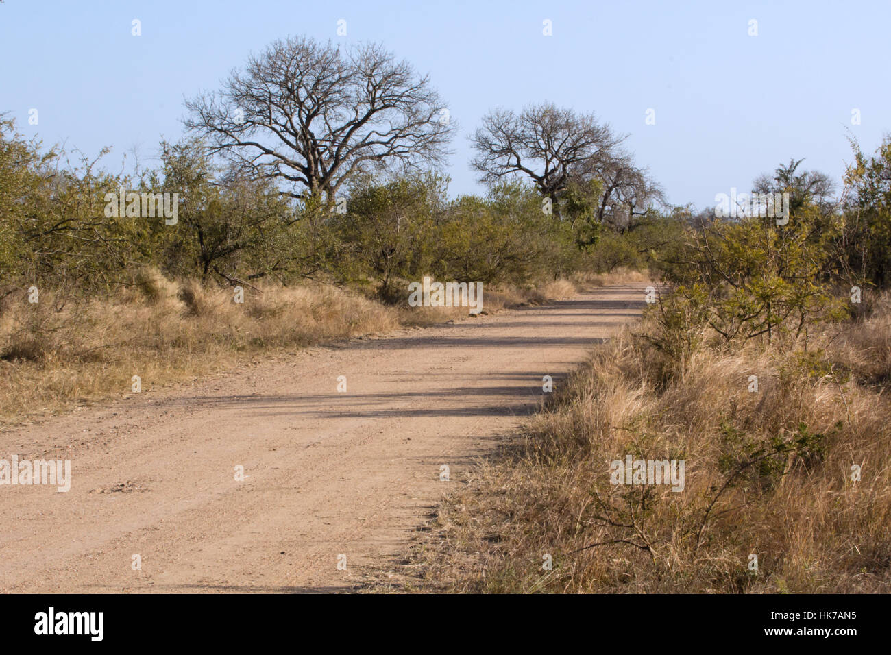 blue, tree, park, ground, soil, earth, humus, brown, brownish, brunette ...