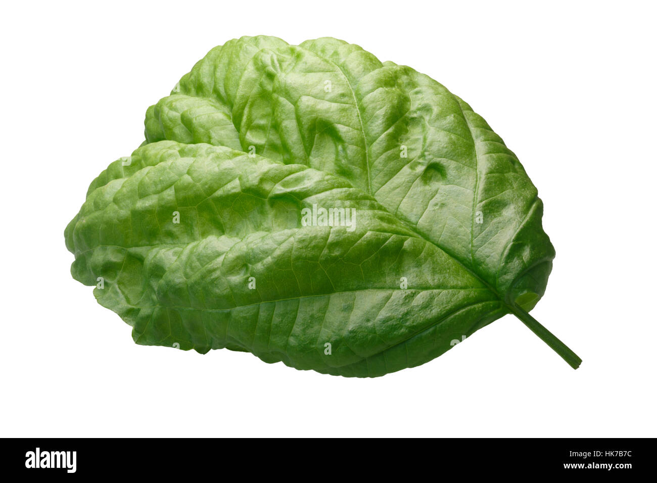 Sweet basil ocimum basilicum hi-res stock photography and images - Alamy