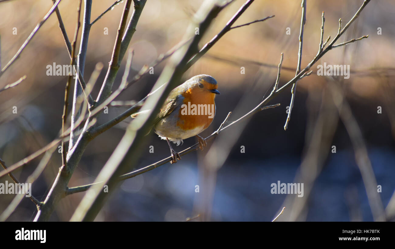 Robin staring hi-res stock photography and images - Alamy