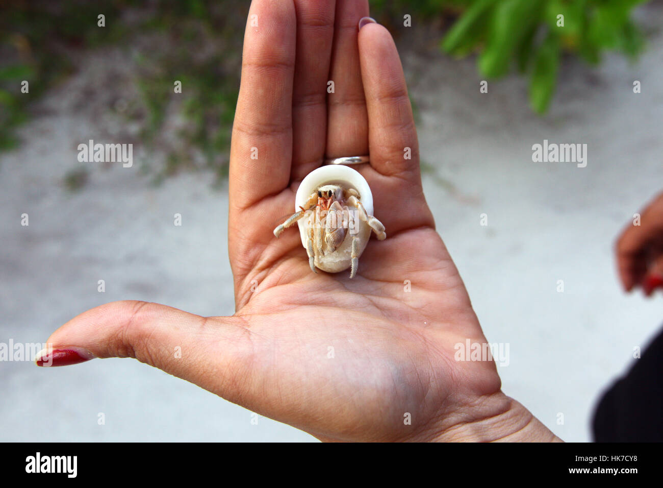 Hermit crab in a hand the Maldives Stock Photo - Alamy