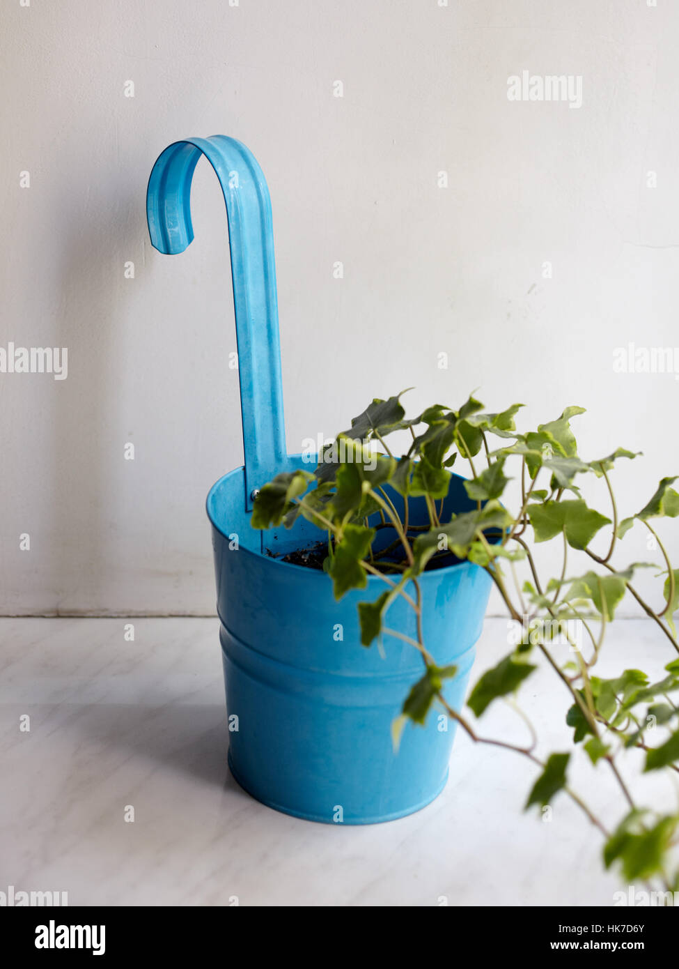 flower, flowers, plant, pot, nature, detail, garden, flower, plant ...