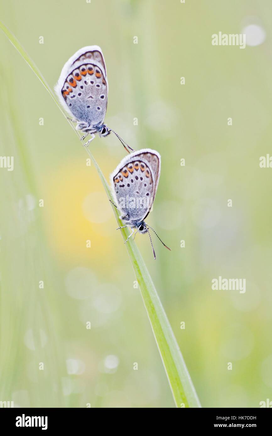 summer, summerly, butterfly, butterflies, june, two, summer, summerly ...