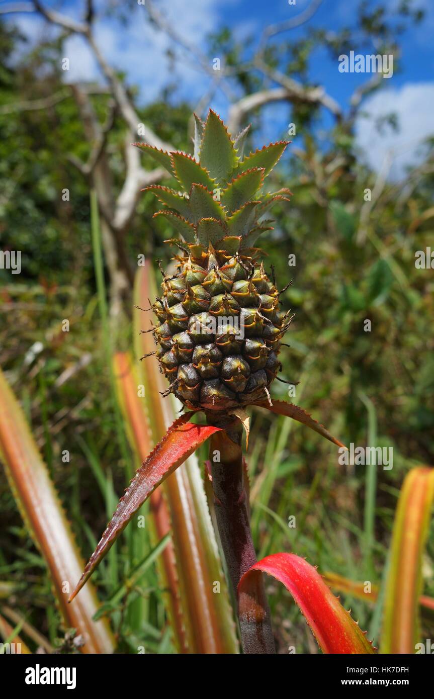 wild, fruit, pineapple, venezuela, wild, fruit, pineapple, venezuela ...