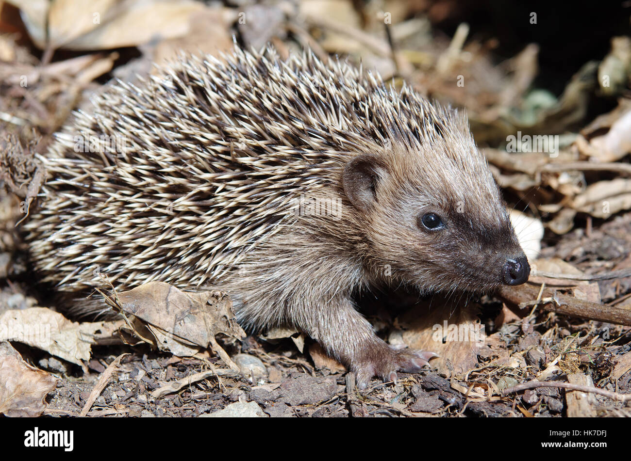 prickle, prickly, hedgehog, young animal, young, younger, environment ...