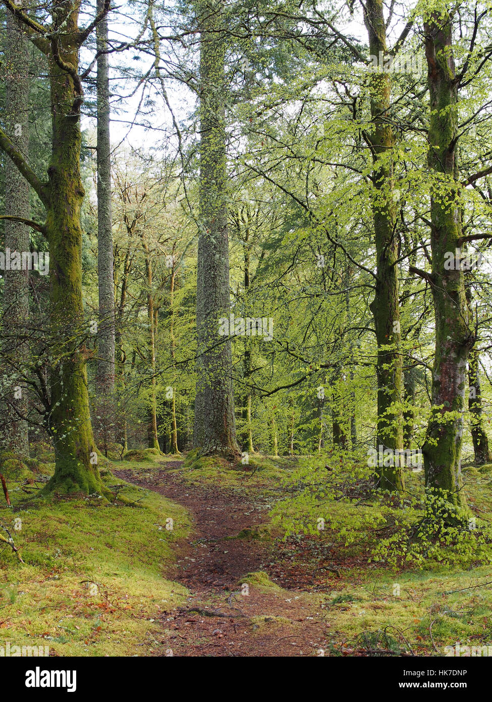 tree, trees, scotland, path, way, lawn, green, forest, nature, leaf ...