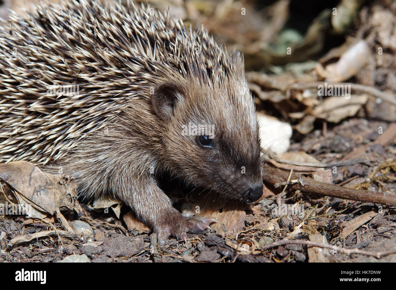 prickle, prickly, hedgehog, young animal, young, younger, environment ...