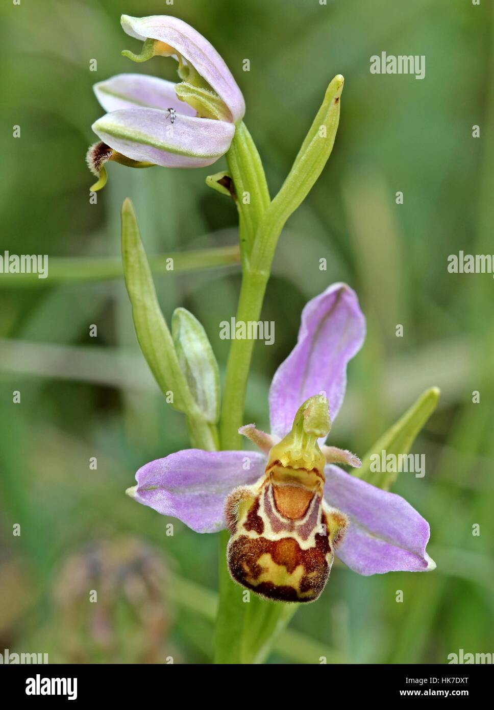 bee orchid (ophrys apifera) on drnberg Stock Photo - Alamy