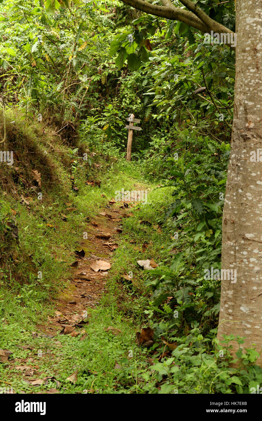 walk, go, going, walking, hike, go hiking, ramble, jungle, trail, path ...