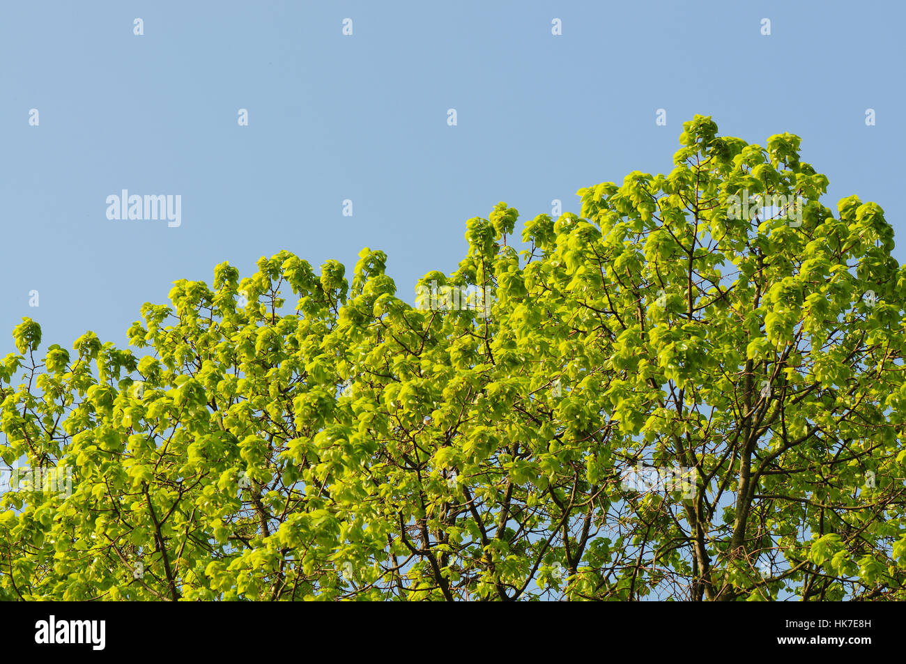 tree, deciduous tree, spring, branch, growth, lime, head of a tree ...