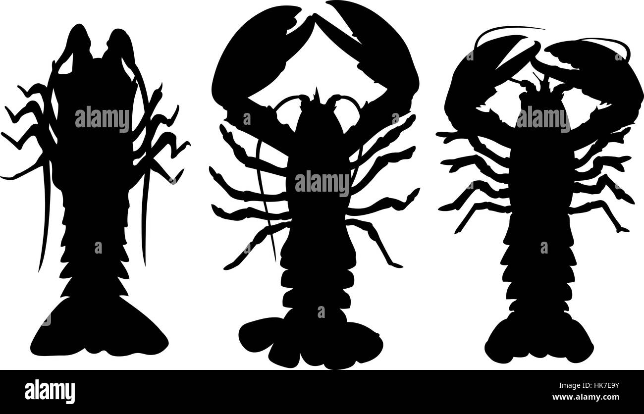 Rock lobsters Black and White Stock Photos & Images - Alamy