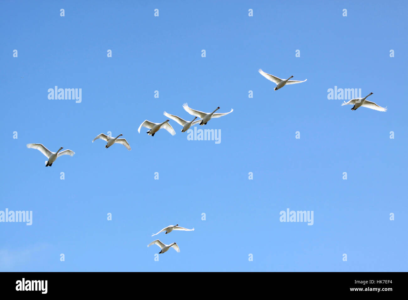 blue, bird, swans, swan, birds, formation, blank, european, caucasian ...