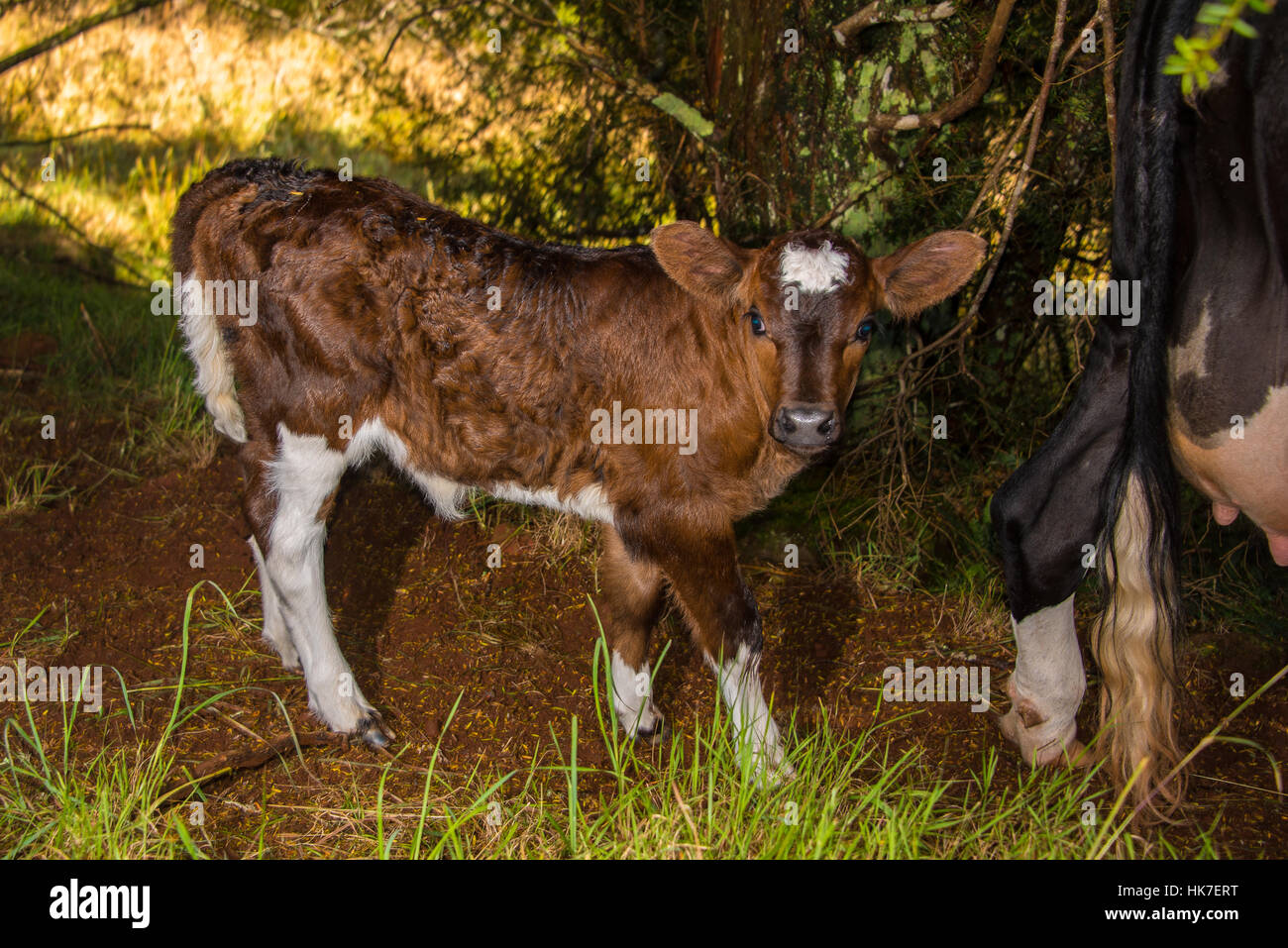 Two days old calf with a cow Stock Photo - Alamy