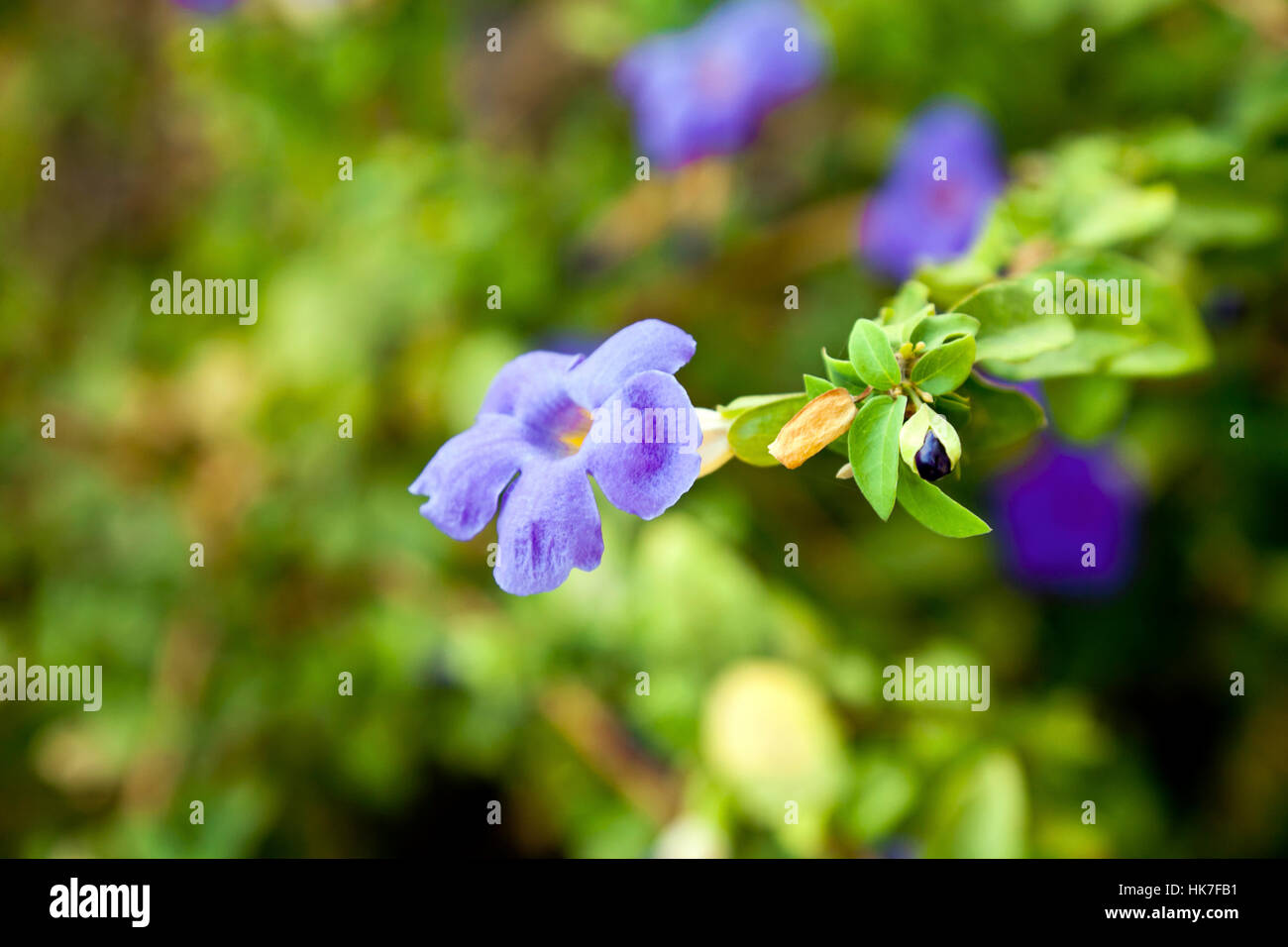 Fluted flowers hi-res stock photography and images - Alamy
