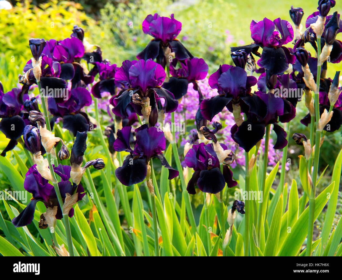 garden, bloom, blossom, flourish, flourishing, flower, flowers, plant ...