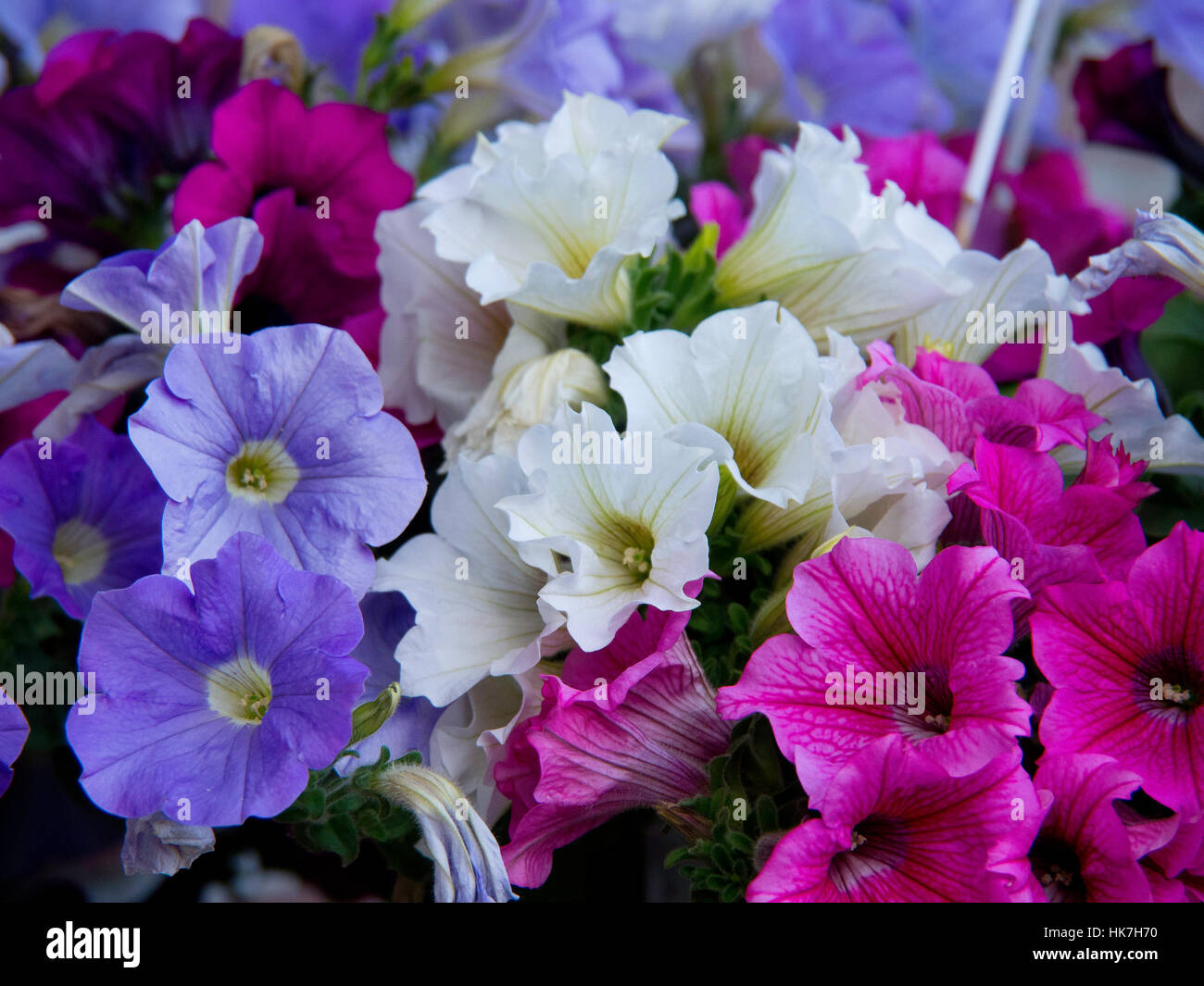 garden, bloom, blossom, flourish, flourishing, flower, flowers, plant ...