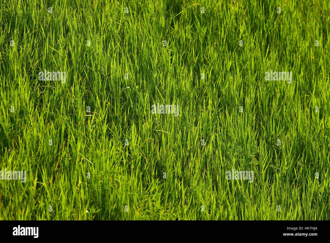 pattern, organic, meadow, grass, lawn, green, backdrop, background ...