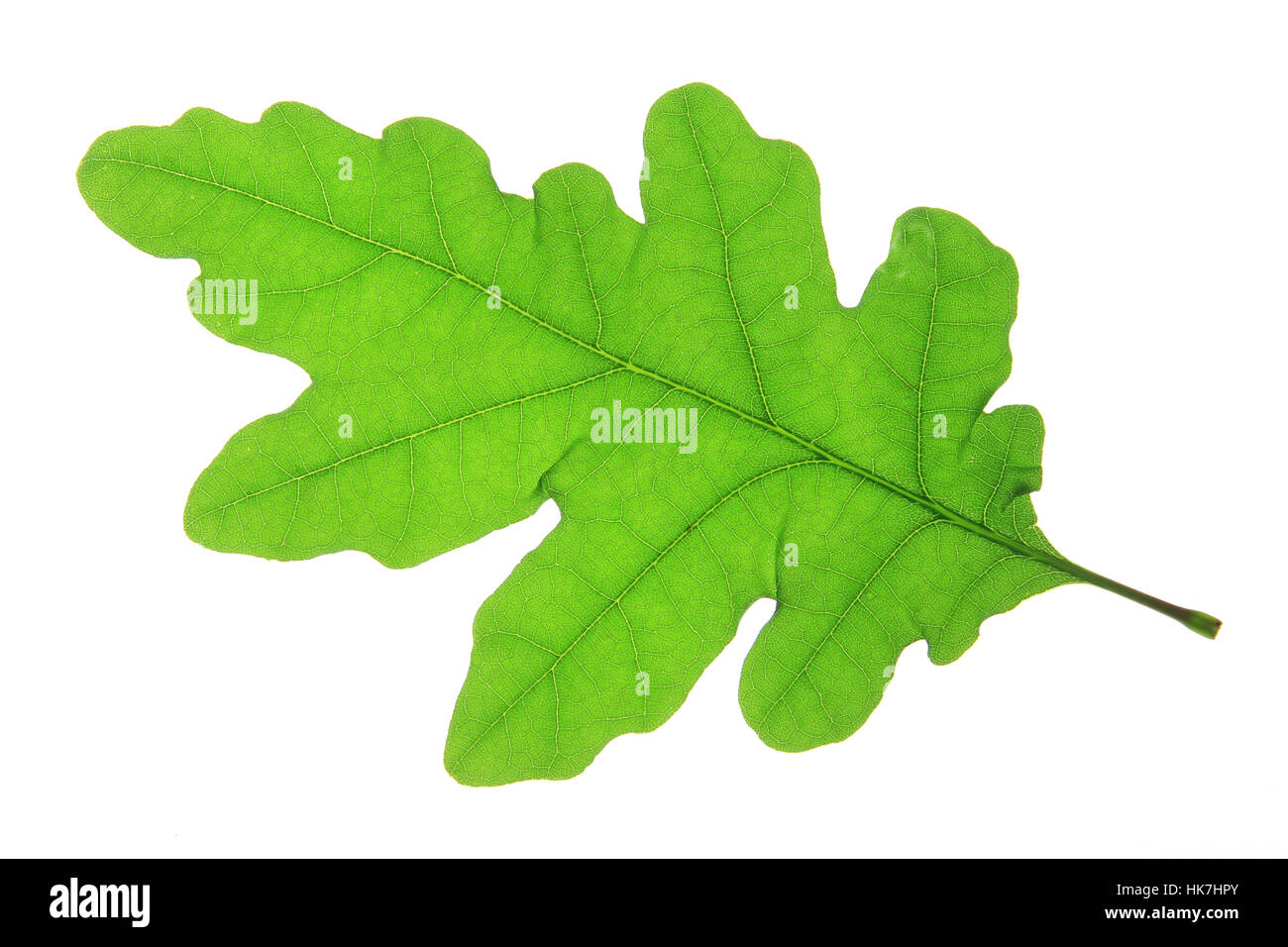 isolated, optional, green, leaves, blank, european, caucasian, oak ...