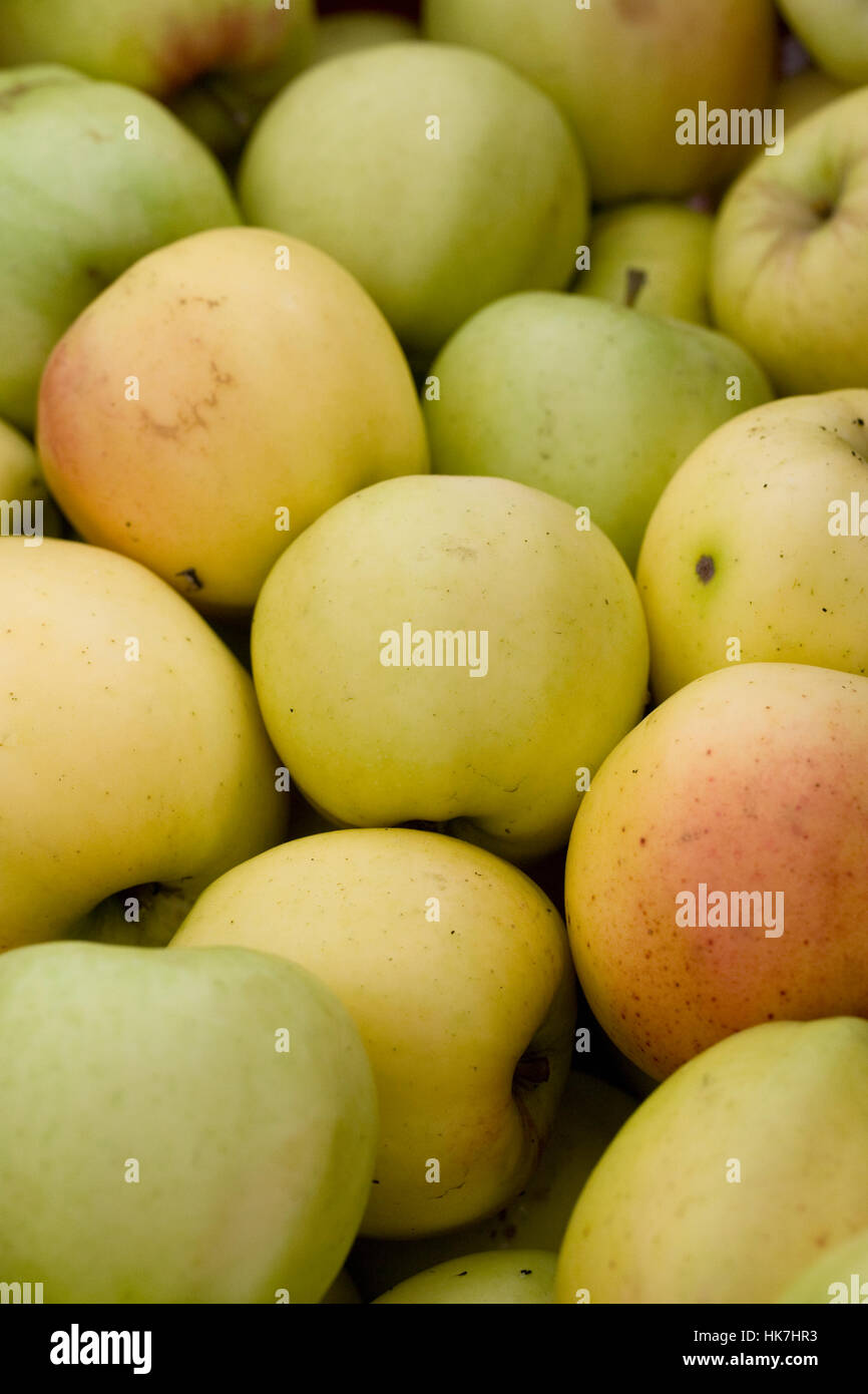 Malus domestica ozark gold hi-res stock photography and images - Alamy
