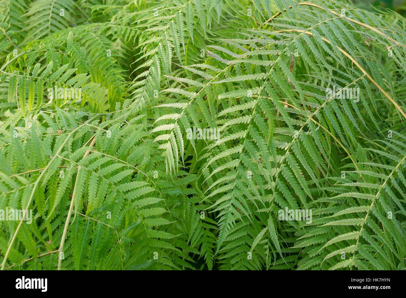 flower, plant, fern, backdrop, background, back, leaf, tree, flower ...