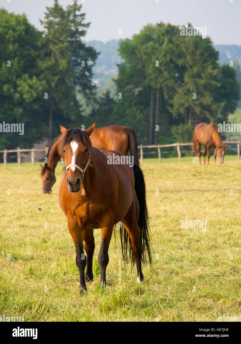 horses in the paddock Stock Photo - Alamy