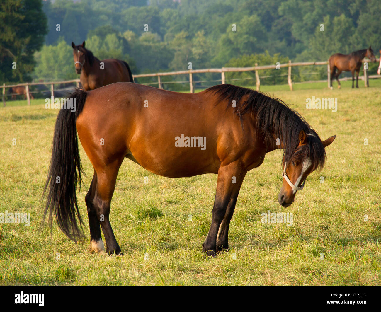 ride, horse, animal, mare, horseriding, nature, ride, horse, animal ...