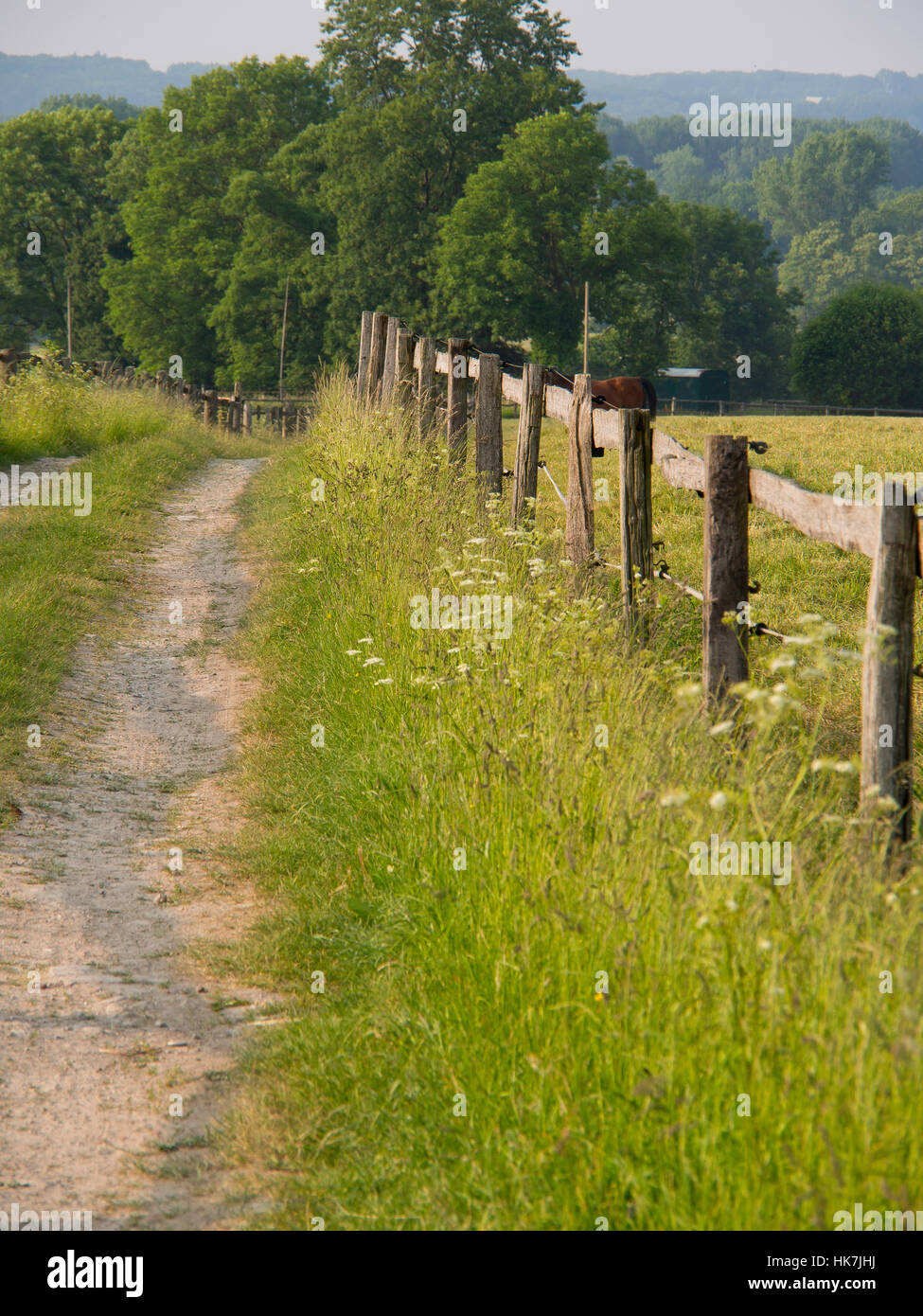 green, path, way, meadow, nature, tree, trees, green, fence, fence in ...