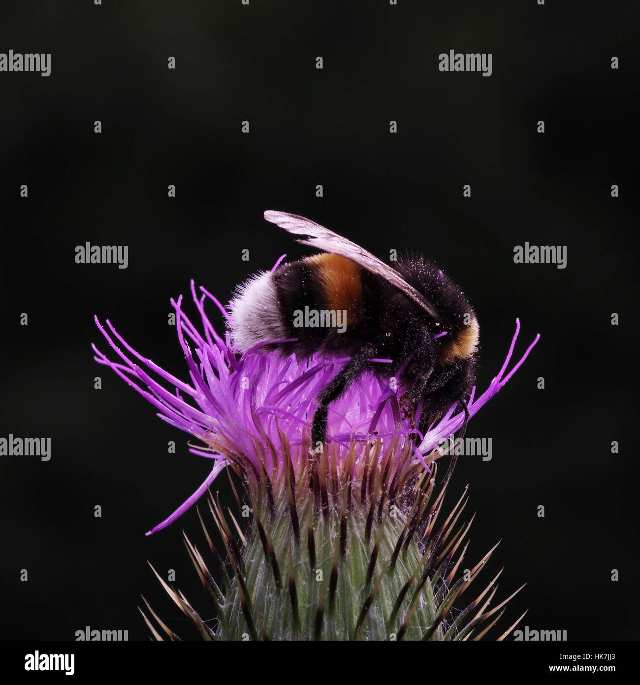 insect, bumblebee, bloom, blossom, flourish, flourishing, nectar ...