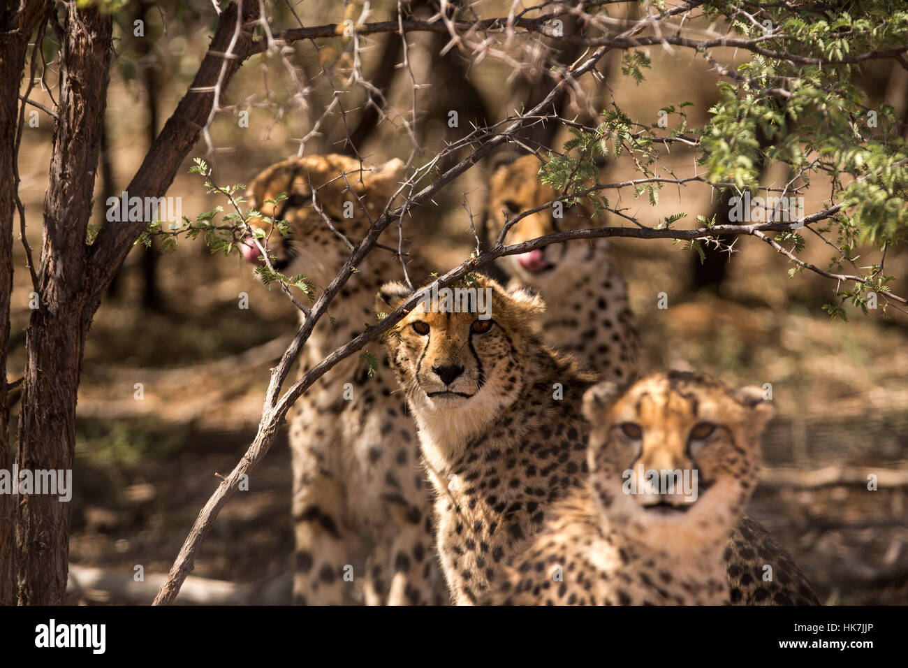 wild, africa, namibia, predator, cat, big cat, feline predator, cheetah ...