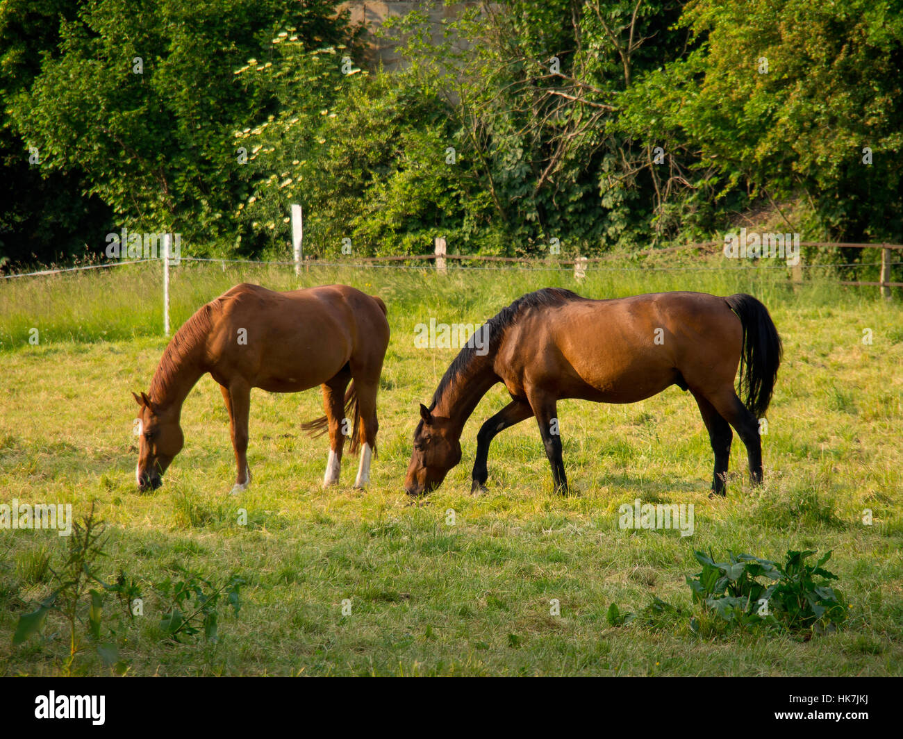 ride, horse, animal, mare, horseriding, nature, ride, horse, animal ...