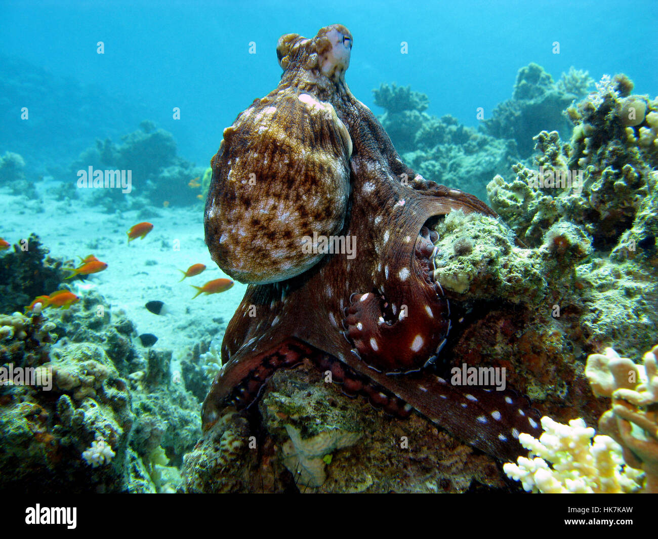 coral reef with octopus Stock Photo - Alamy