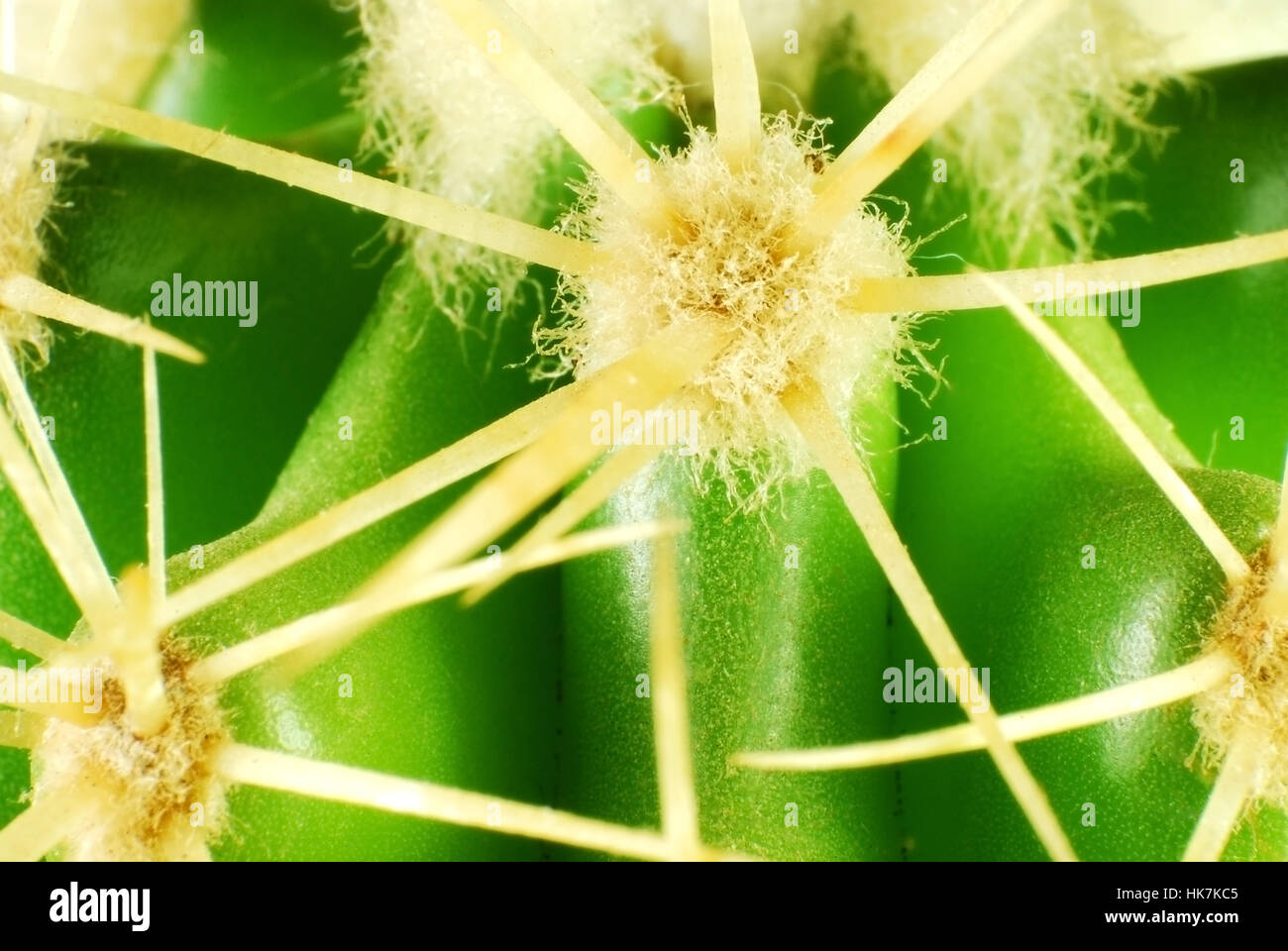 Green cactus background Stock Photo - Alamy