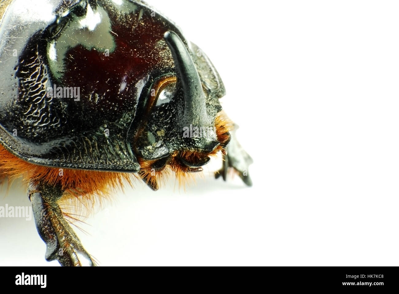 Beetle foot hi-res stock photography and images - Alamy