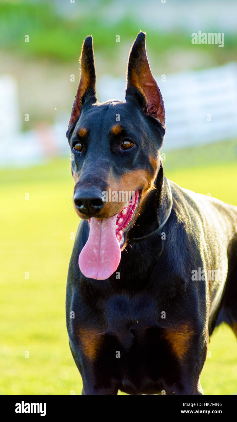 Doberman pinscher military hi-res stock photography and images - Alamy
