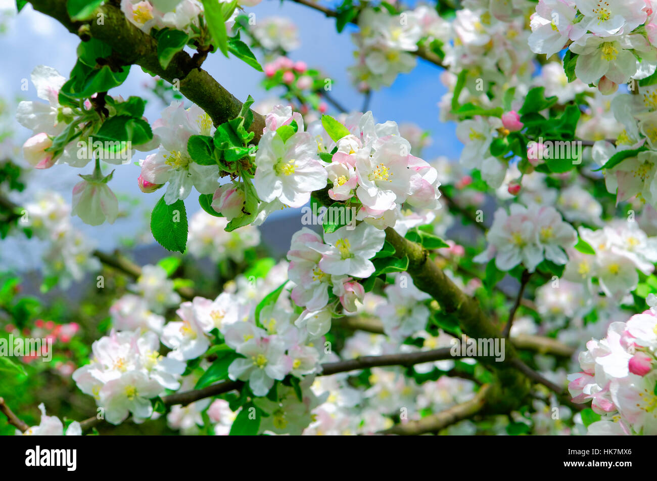 tree, bloom, blossom, flourish, flourishing, spring, apple, leaf, tree ...