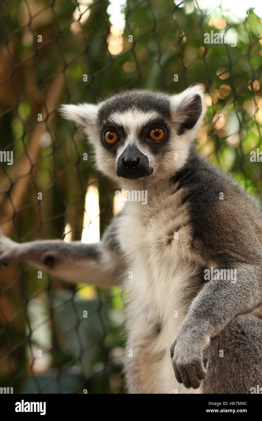 animal, monkey, captivity, lemur, animal, animals, monkey, skin, apes ...