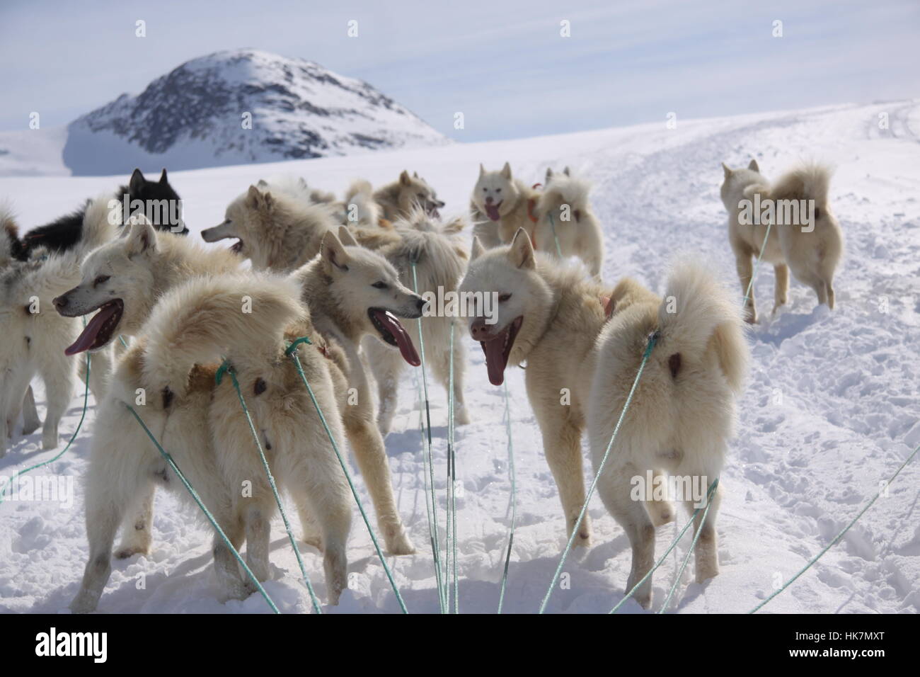 arctic, greenland, brash ice, hunter, ice, snow, arctic, greenland, brash ice Stock Photo - Alamy