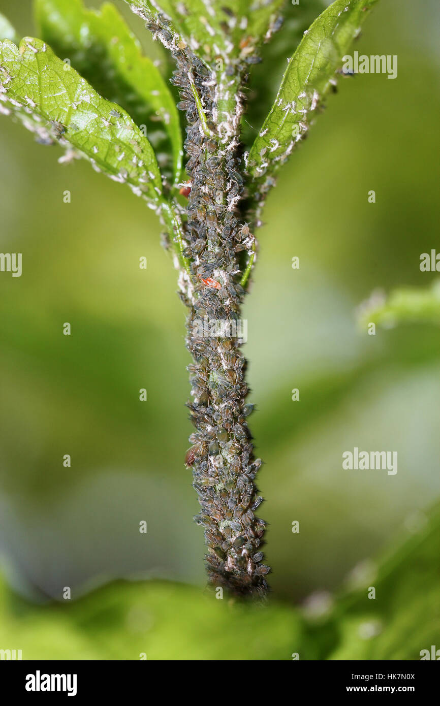 garden, plant, animal, insect, insects, animals, branch, branchage ...