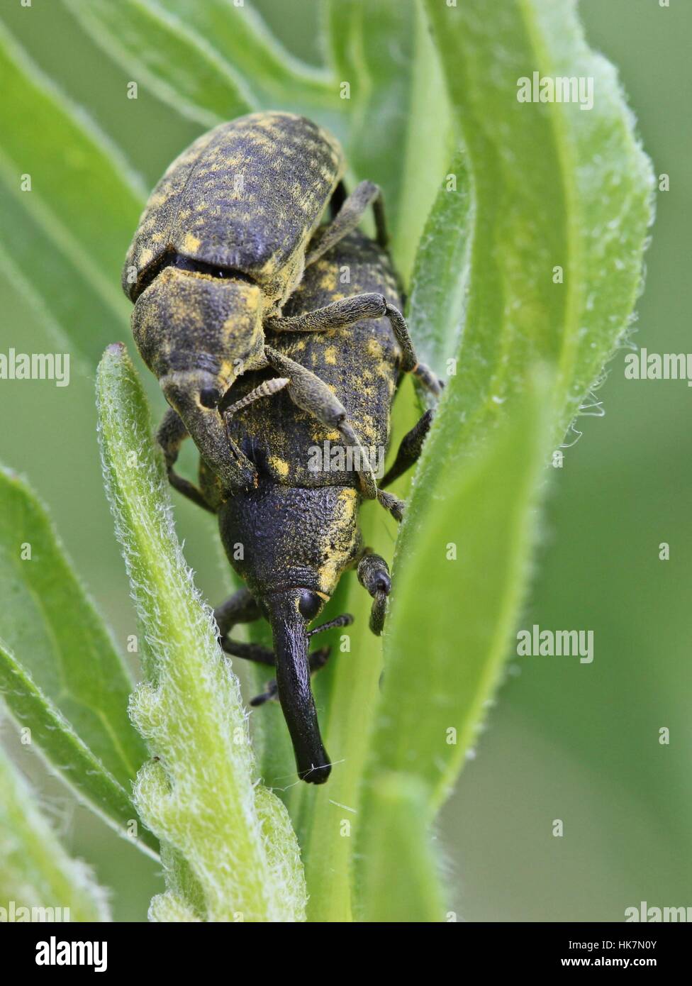 weevil (larinus sturnus) mating Stock Photo - Alamy