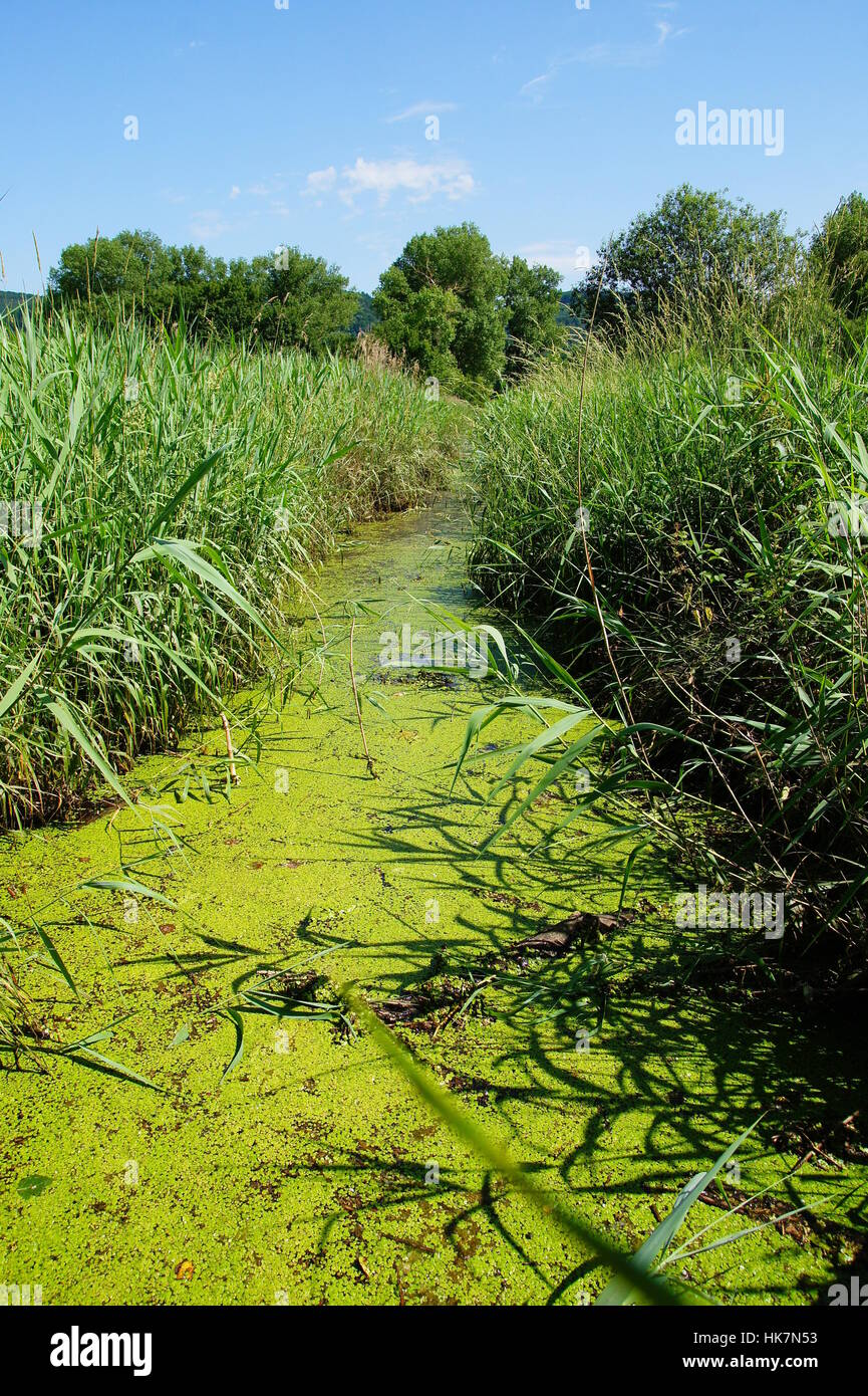 blue, stream, algae, watercourse, picturesque, reed, clouds, blue, tree ...