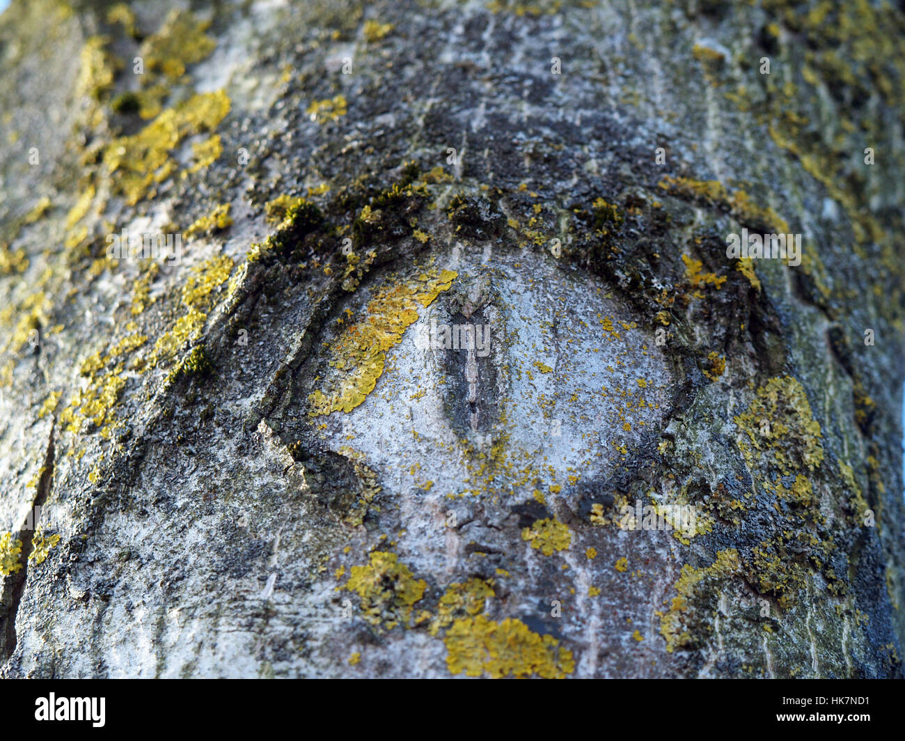 tree, trunk, eye, organ, bark, moss, tree, trunk, eye, organ, bark ...