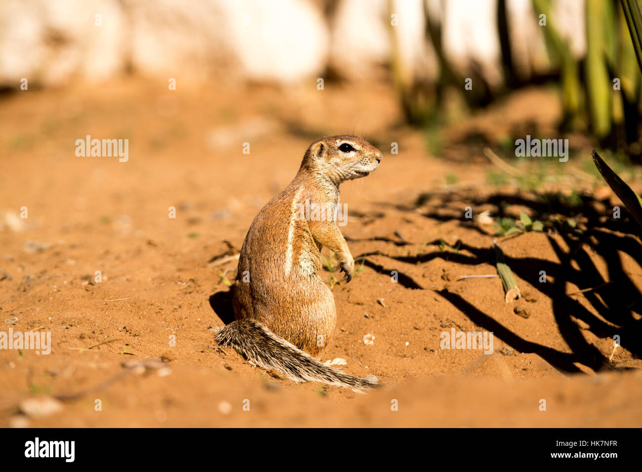 desert, wasteland, mammal, africa, namibia, rodent, wildlife, squirrel ...