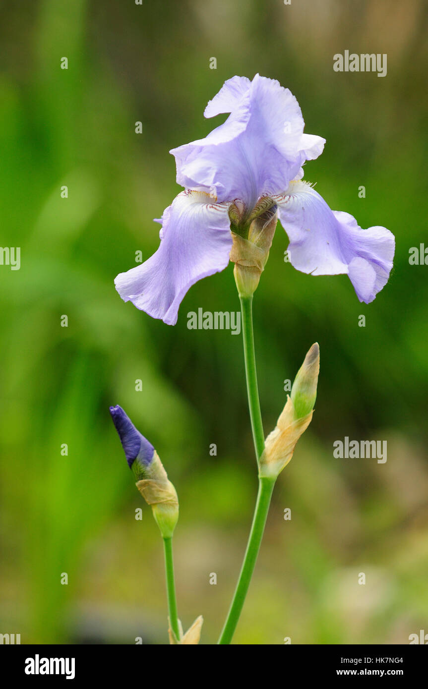 Bearded lily flower flowers hi-res stock photography and images - Alamy