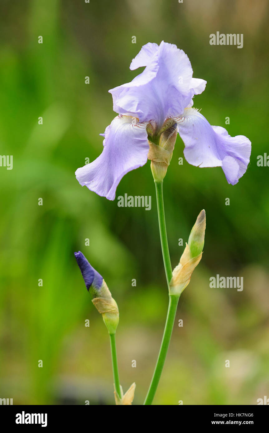 Bearded lily flower flowers hi-res stock photography and images - Alamy