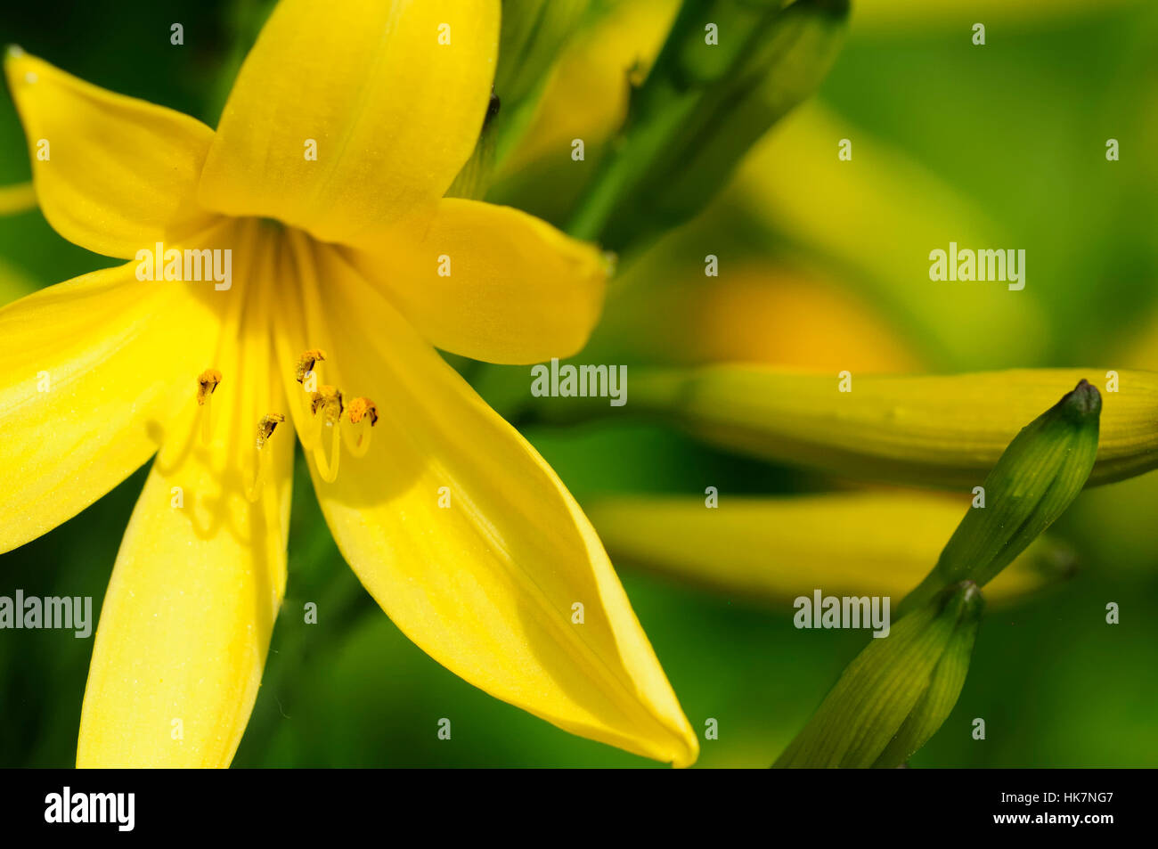 garden, flower, plant, flowers, lily, gardens, lilies, iris, irises ...