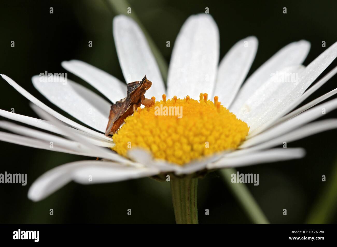 rare, bug, imp, marguerite, hesse, rare, bug, steal, imp, hunting ...