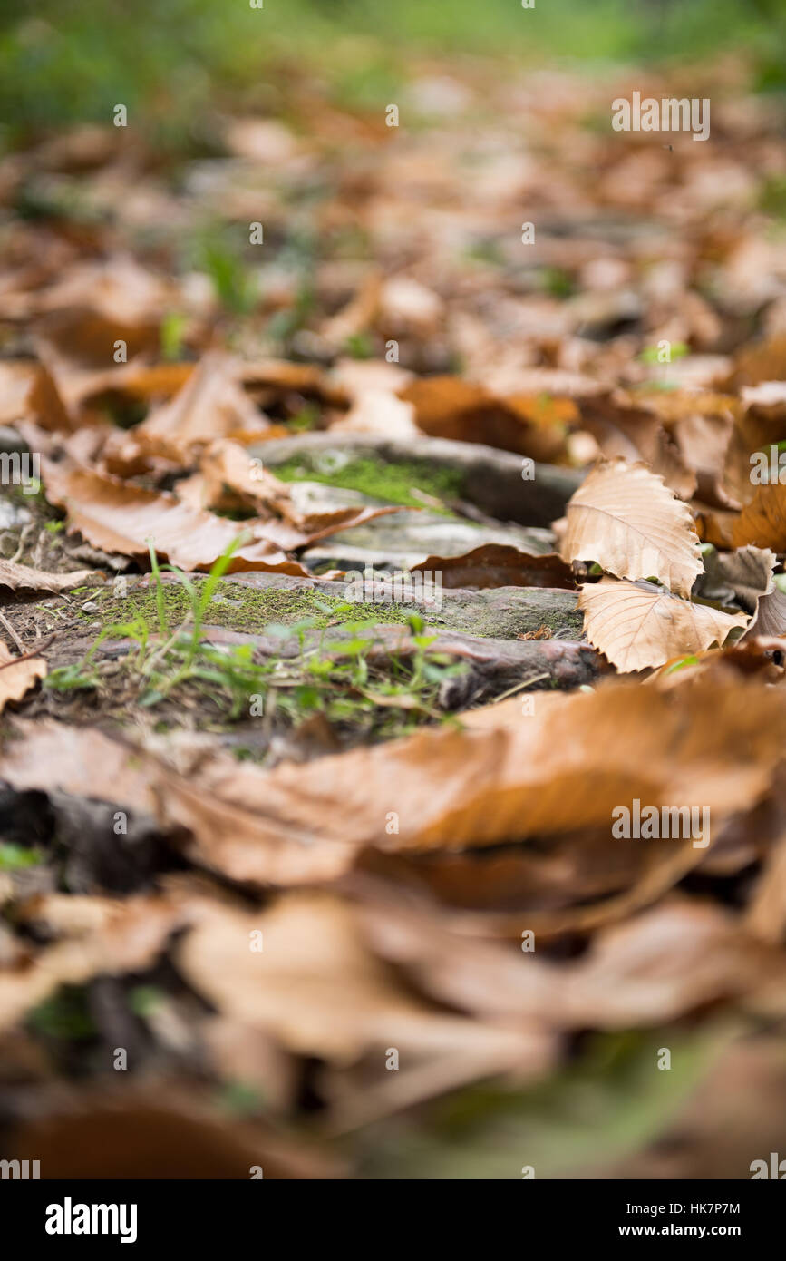 rough path with rocks and leaves Stock Photo - Alamy