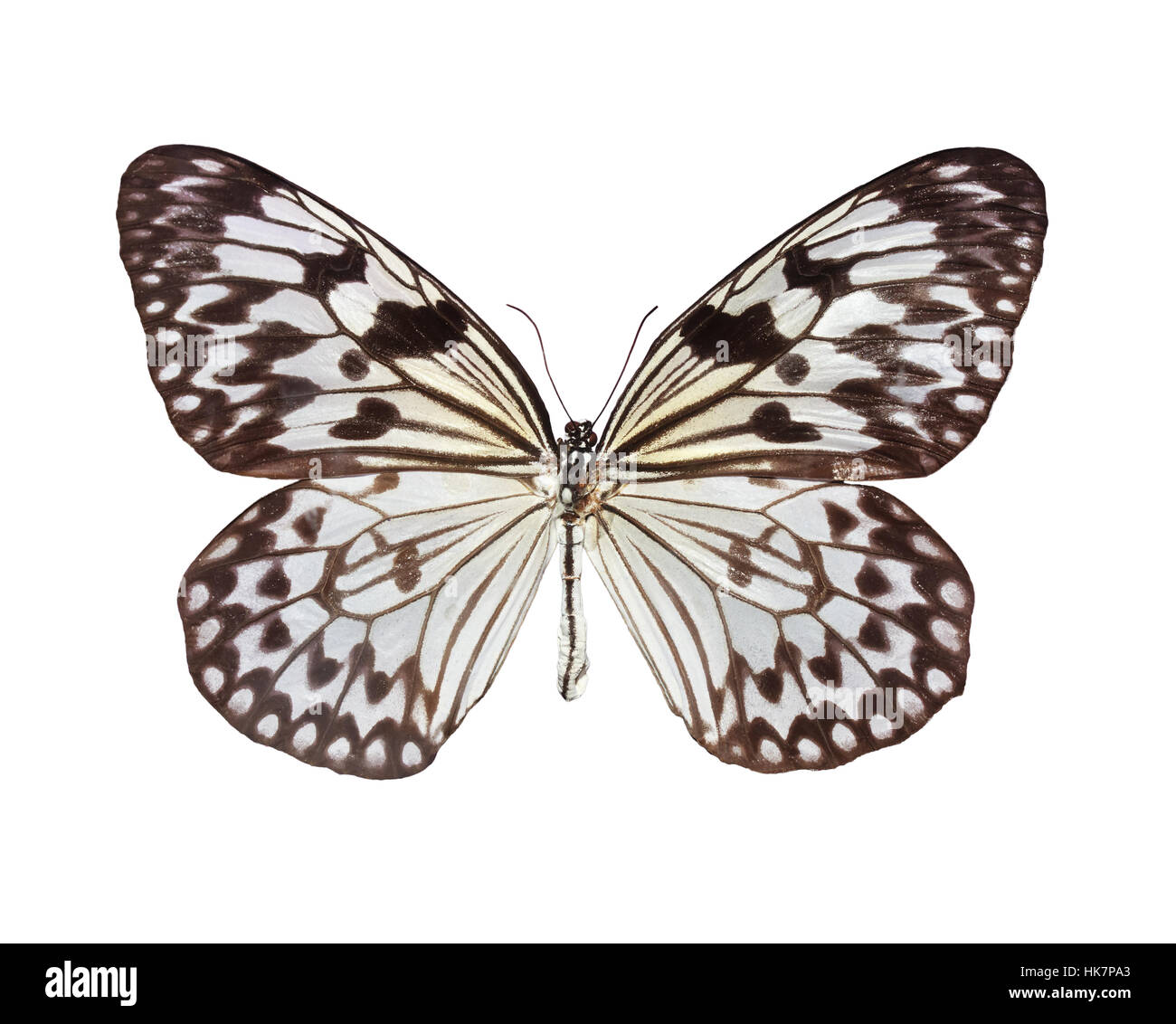 beautiful, beauteously, nice, single, isolated, insect, asia, butterfly ...