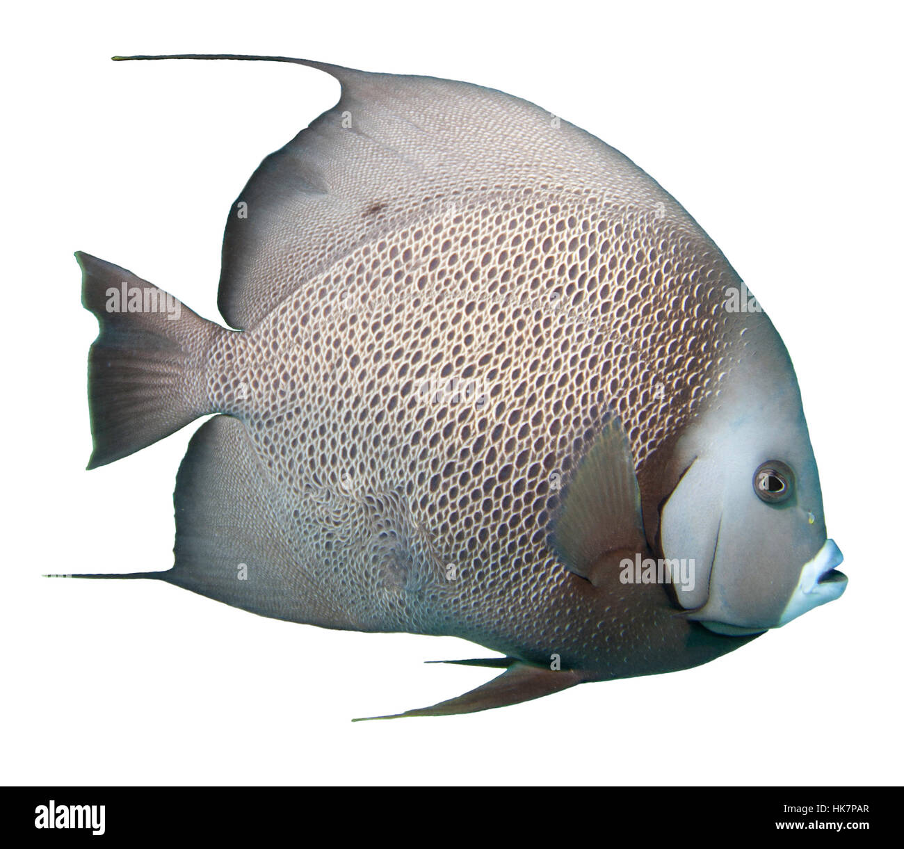 isolated, animal, portrait, fish, underwater, tropical, individual ...