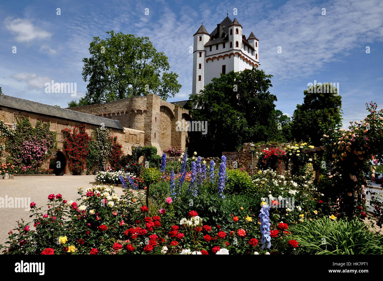 plant, roses, rosarium, castle wall, nature, chateau, castle, plant ...