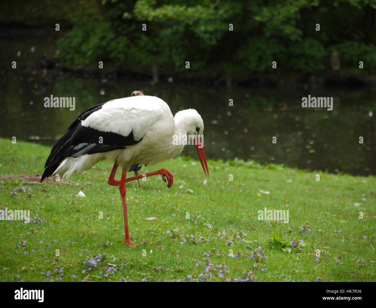 animal, bird, black, swarthy, jetblack, deep black, birds, blank ...